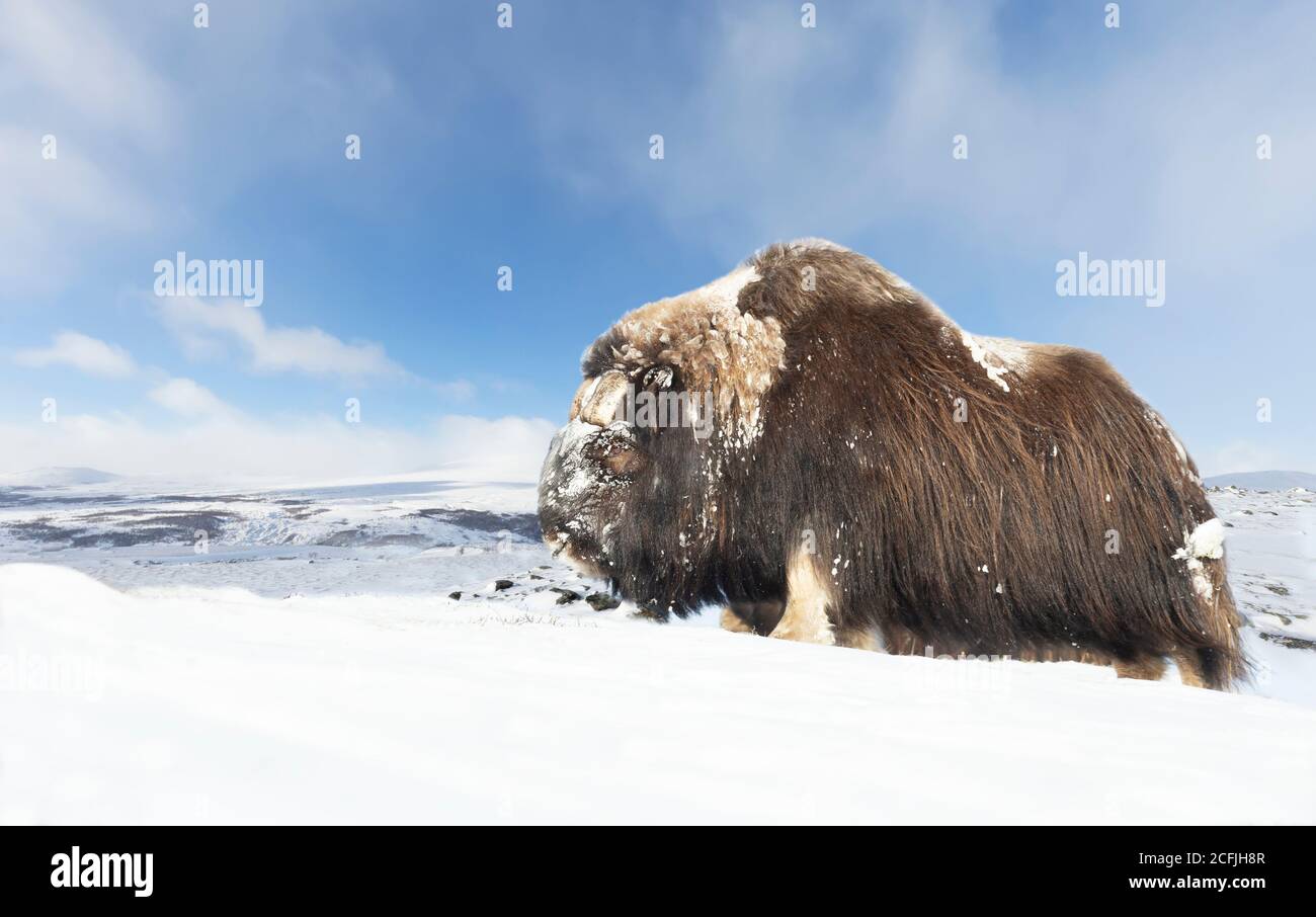 Muskoxen snow hi-res stock photography and images - Alamy