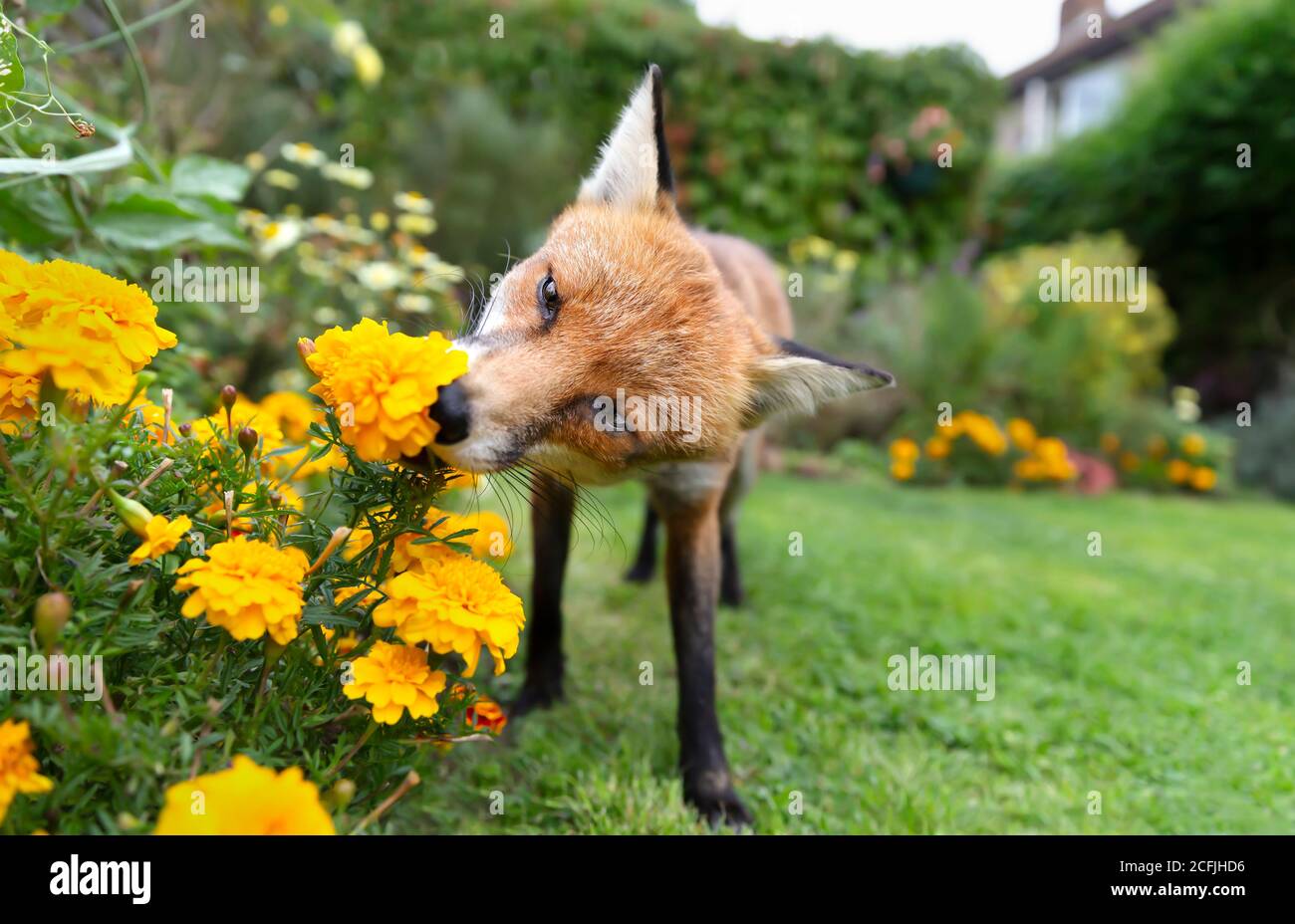Close up of a red fox (Vulpes vulpes) smelling marigold flowers in ...