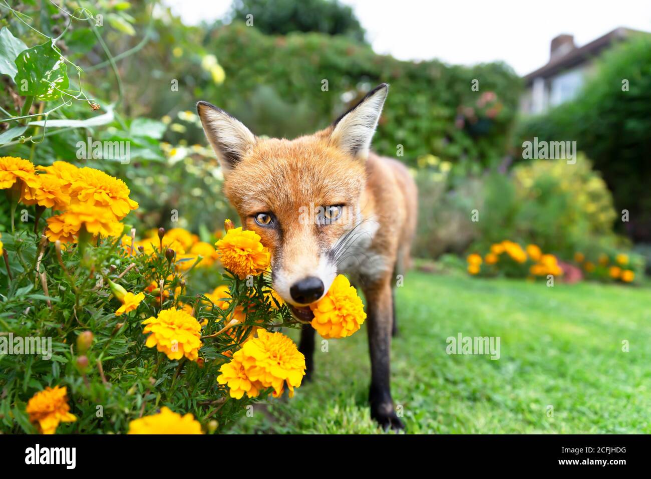 Sniffing fox hi-res stock photography and images - Alamy