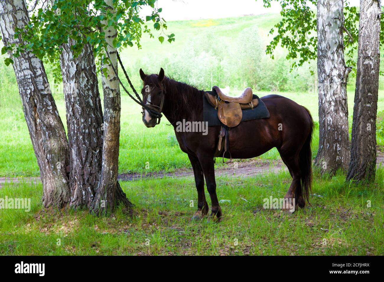 Horse tied to tree hi-res stock photography and images - Alamy