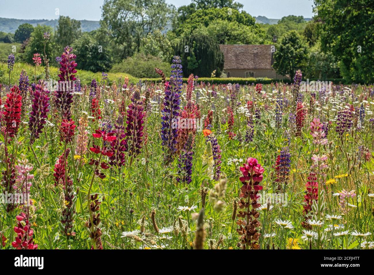 Lupins in bloom at St Peters Church, Terwick in Rogate, West Sussex ...