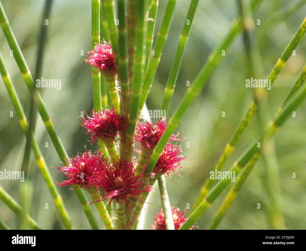 Closeup shot of a beautiful casuarina tree in blossom Stock Photo - Alamy