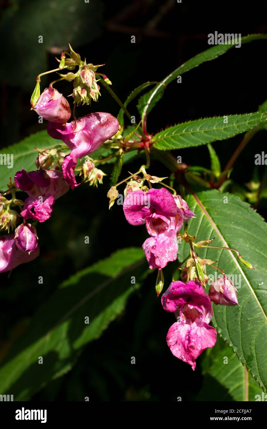 The tall and erect Indian Balsam is native to Himalayan regions but ...