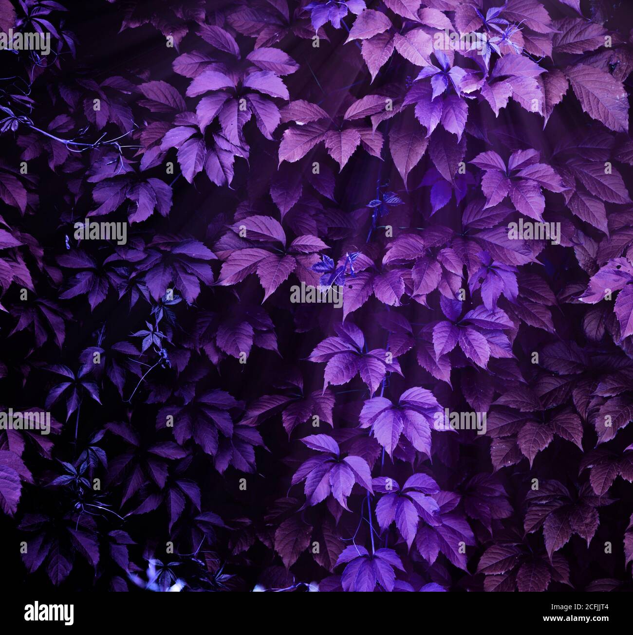 Purple Climbing Plant High Resolution Stock Photography and Images - Alamy