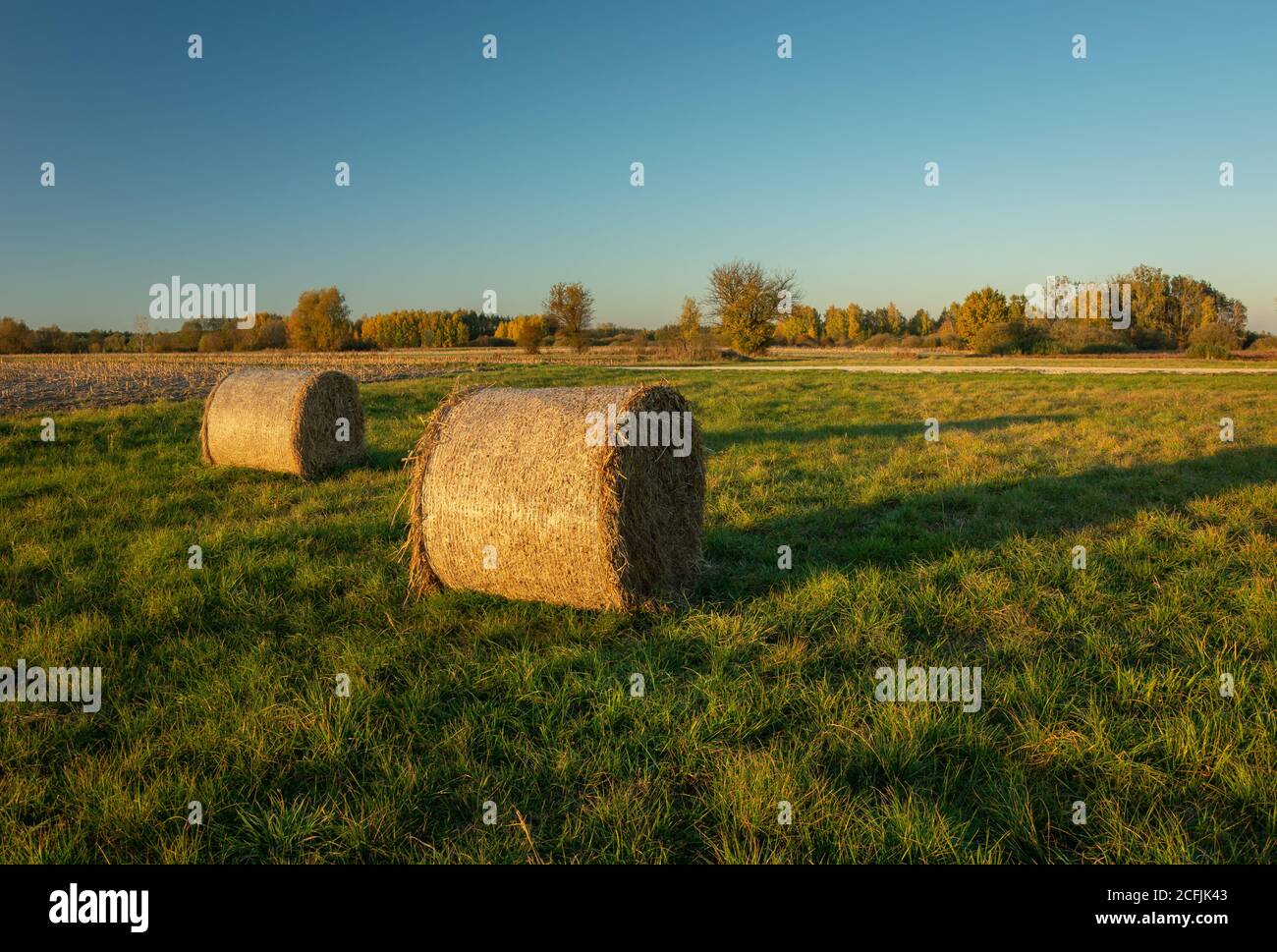 Round hay bales lying on a green meadow Stock Photo - Alamy