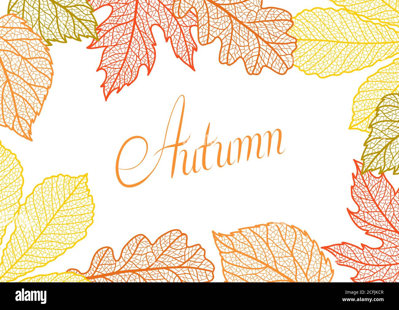 Leaf birch autumn line Stock Vector Images - Alamy