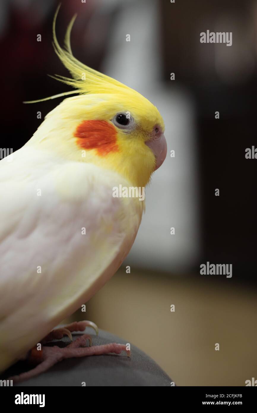 Cockatiel baby hi-res stock photography and images - Alamy