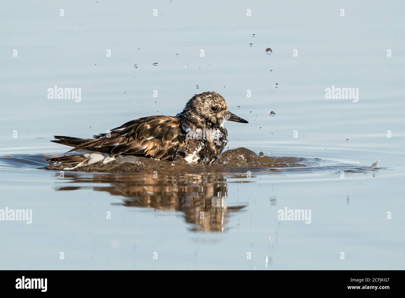 ruddy turnstone (Arenaria interpres) adult bathing in pool on beach in ...