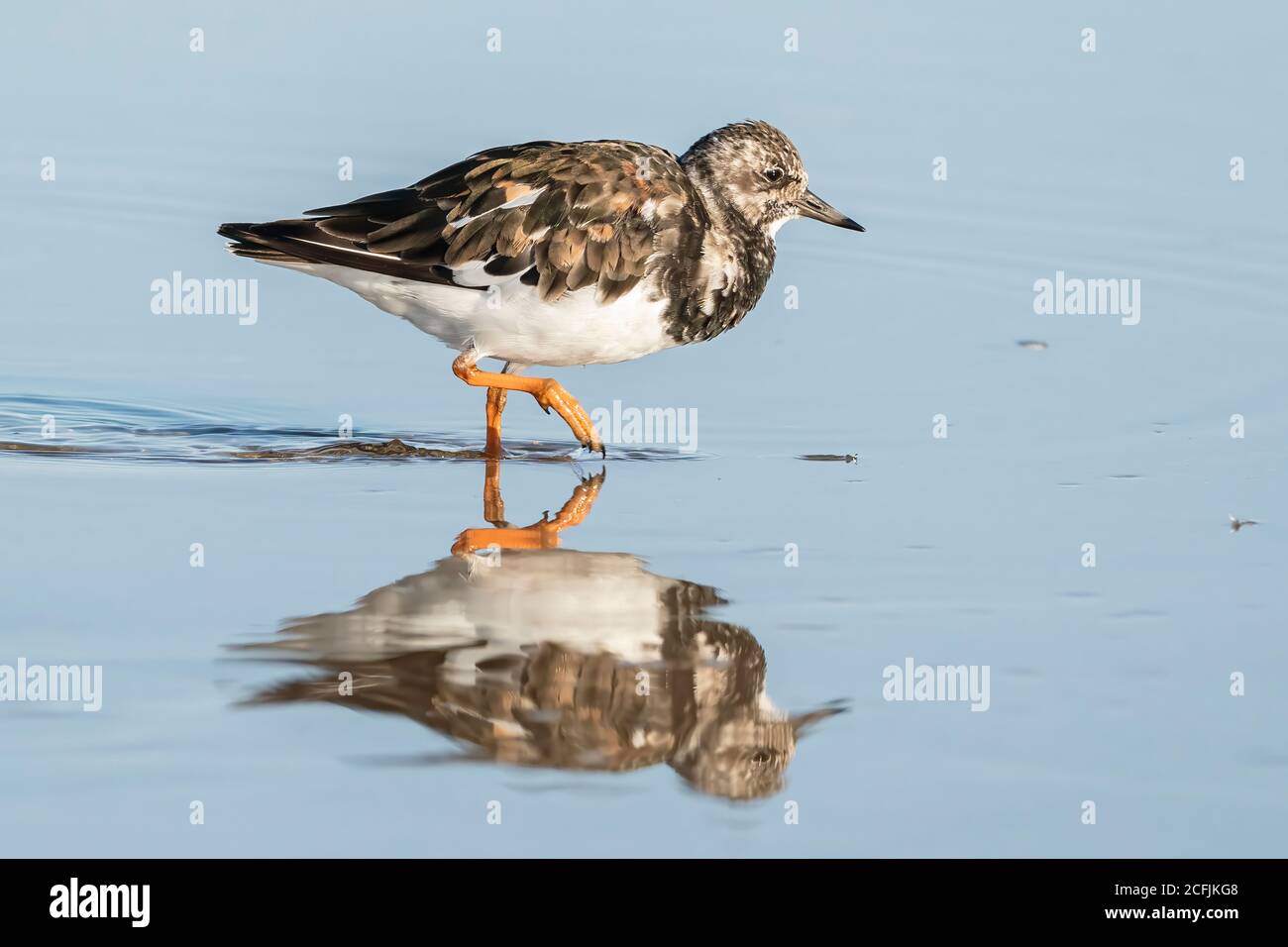 ruddy turnstone (Arenaria interpres) adult bathing in pool on beach in ...
