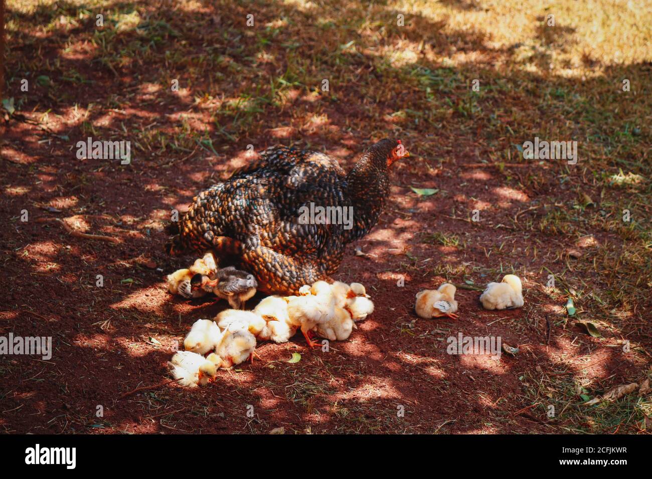 Chicks scratching on the farm with mother chicken. Farm’s animals ...