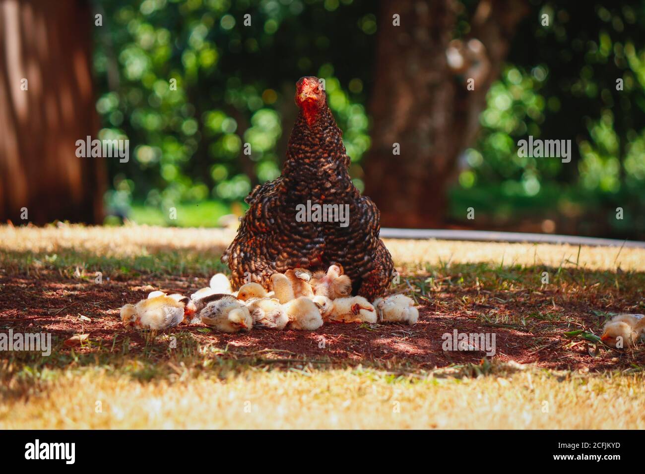 Chicks scratching on the farm with mother chicken. Farm’s animals ...