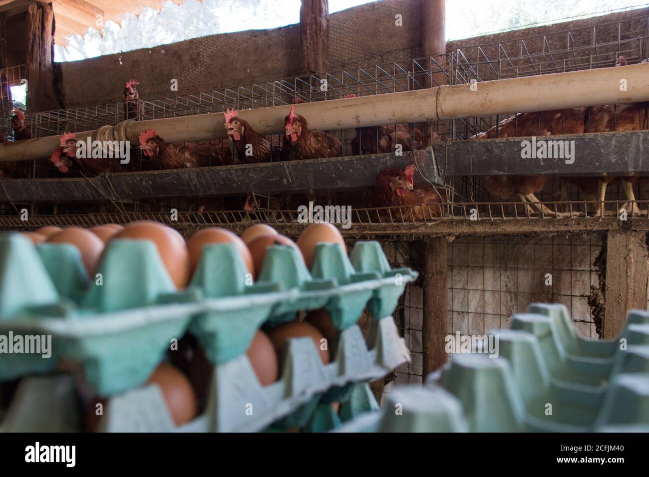 Poultry farming brazil hi-res stock photography and images - Alamy