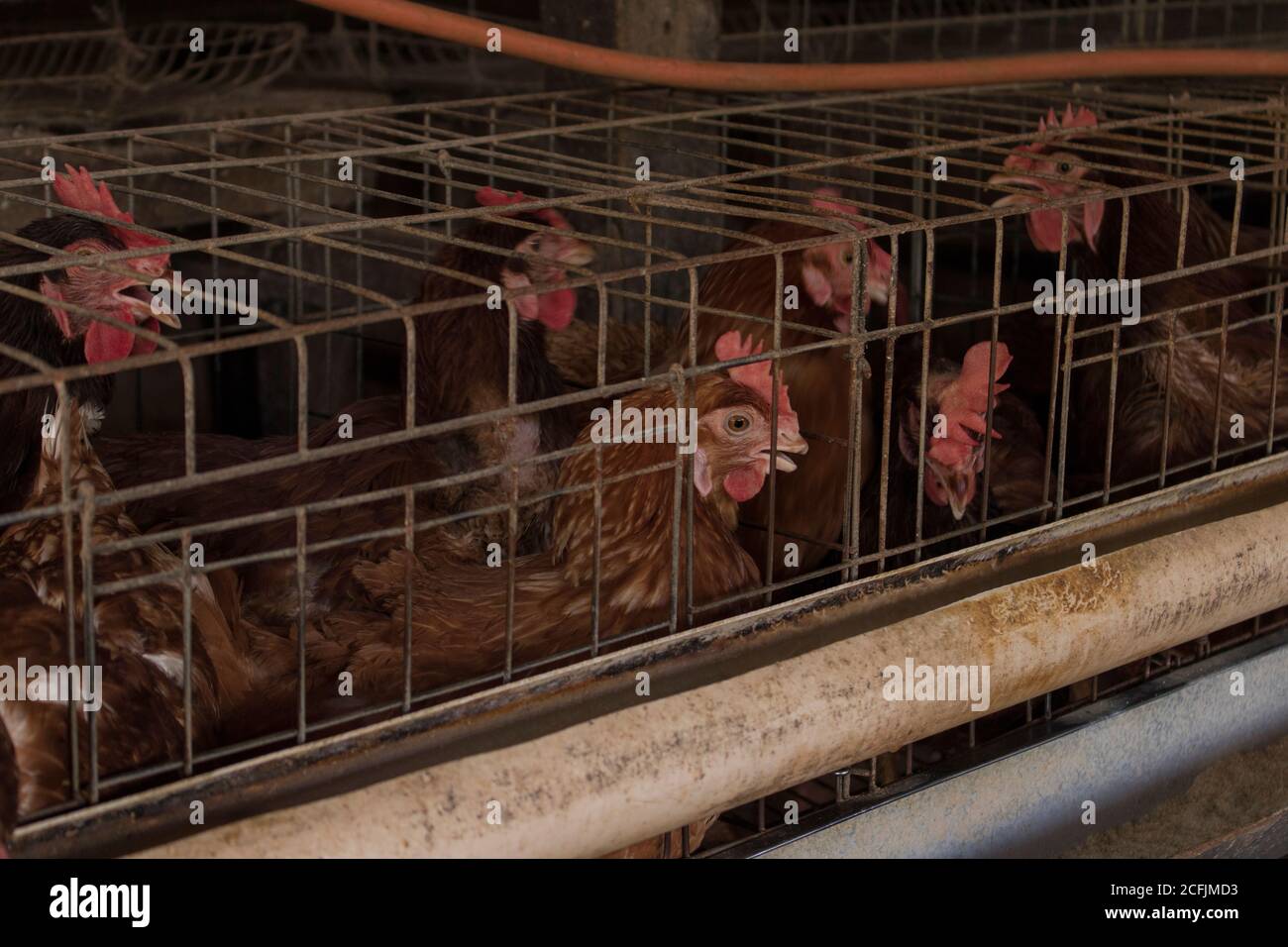 Poultry farming brazil hi-res stock photography and images - Alamy