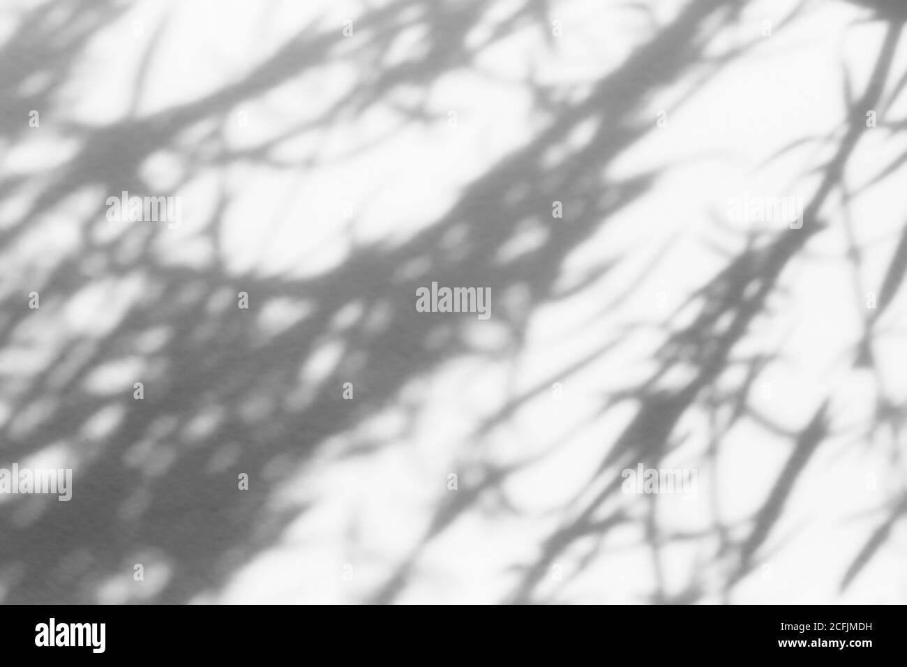 Sunlight dappled leaves Black and White Stock Photos & Images - Alamy
