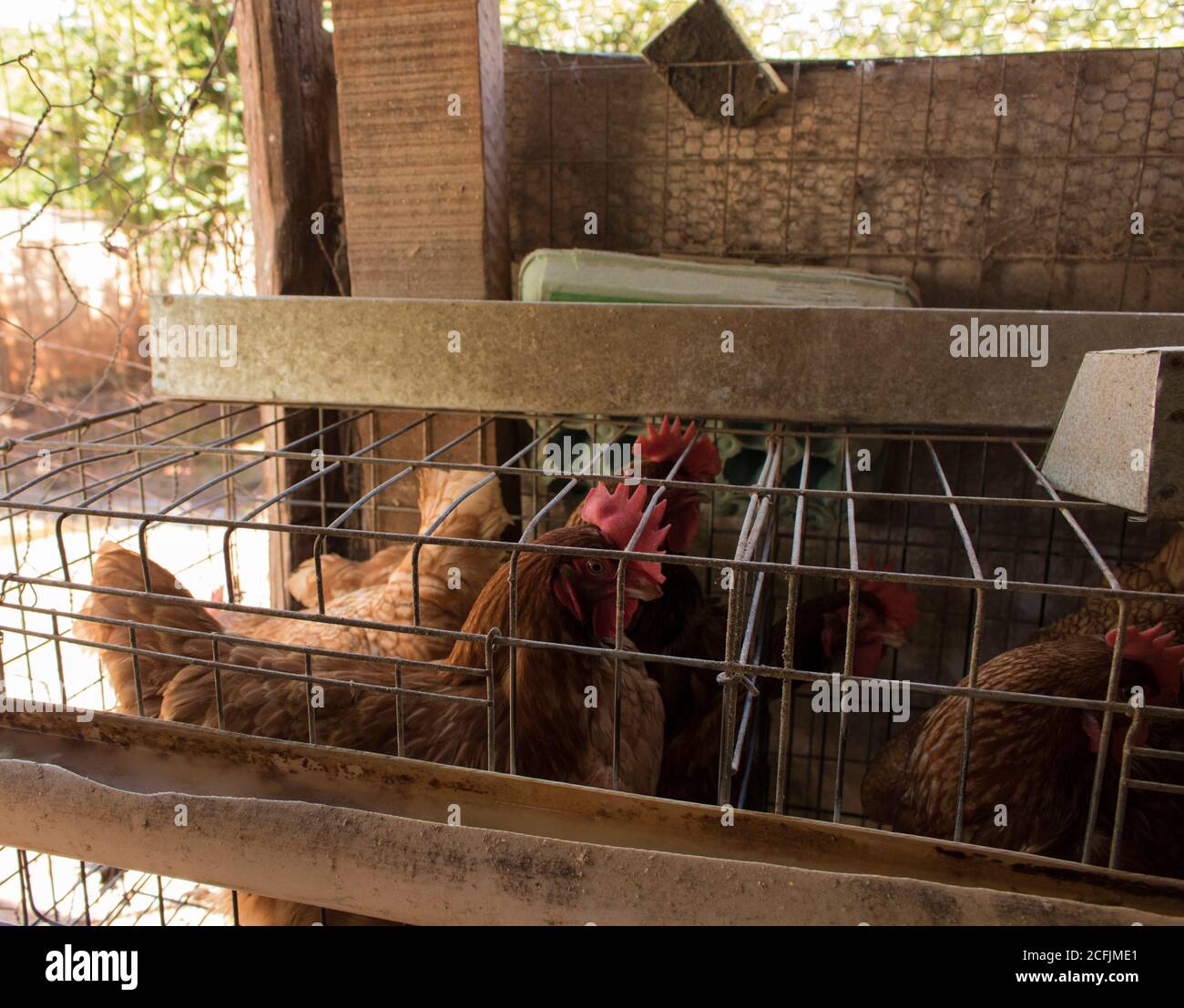 Poultry farming brazil hi-res stock photography and images - Alamy