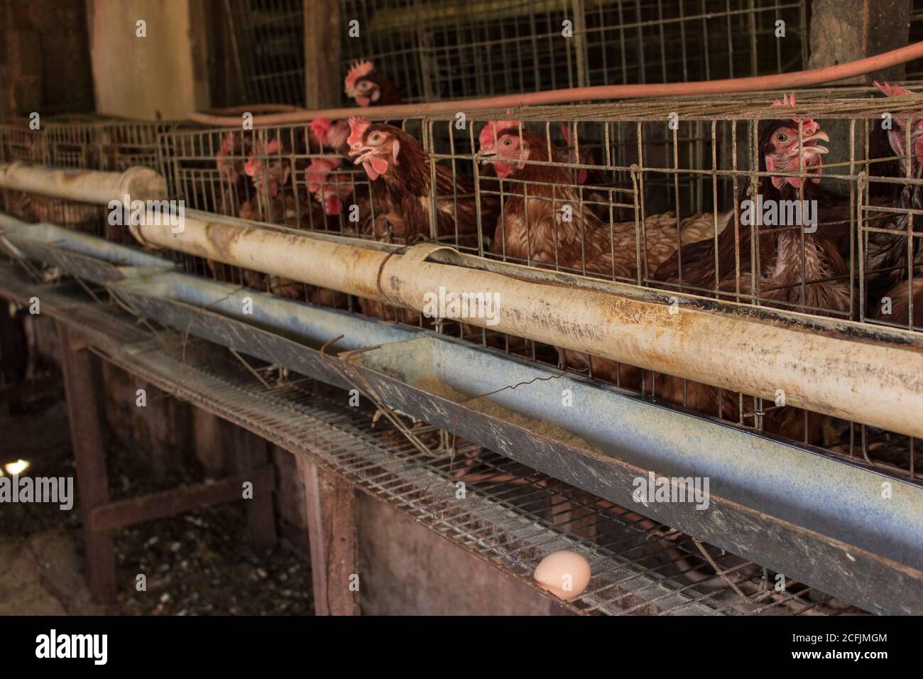 Poultry farming brazil hi-res stock photography and images - Alamy
