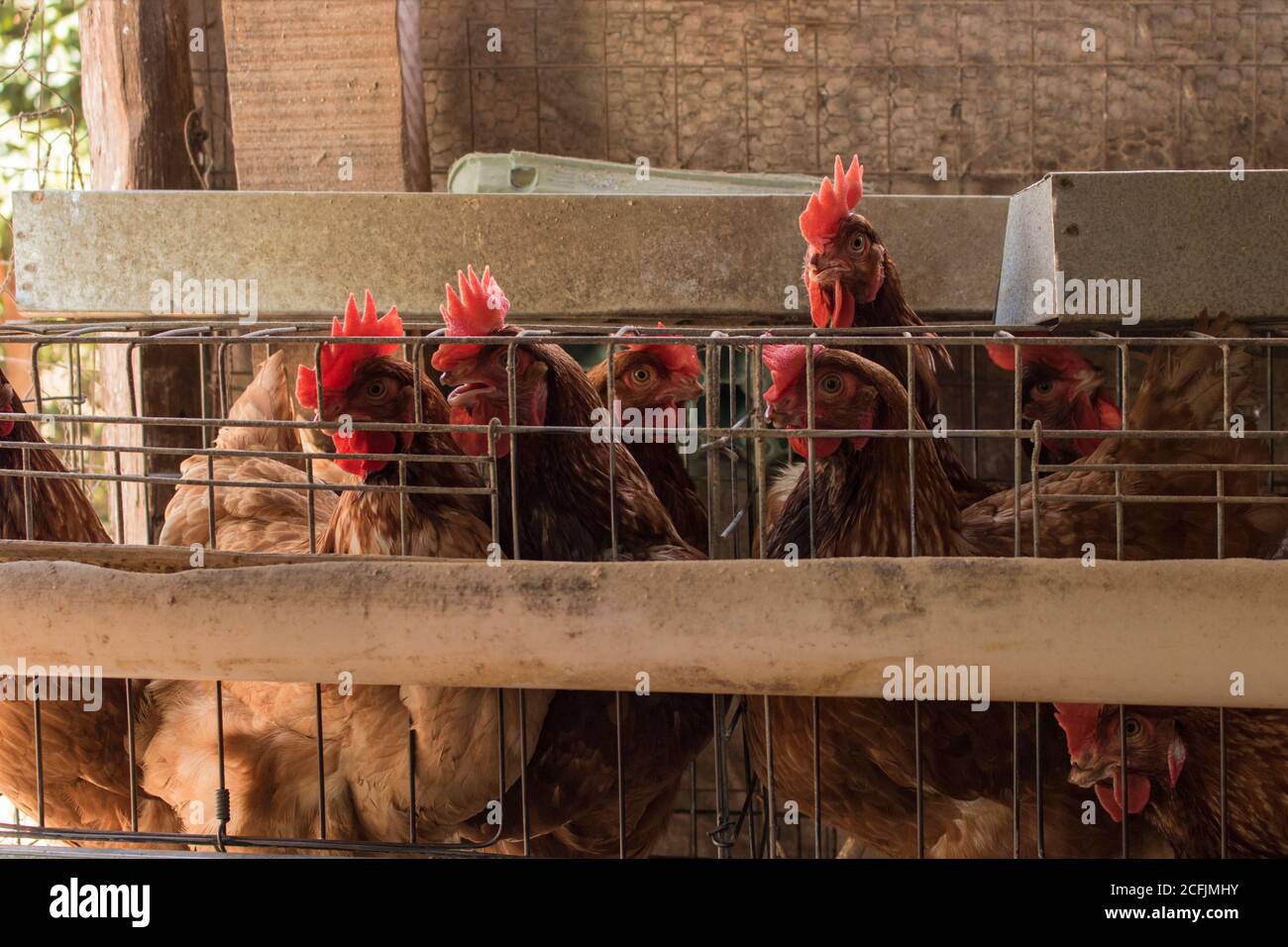 Chicken farm in Brazil. Farm’s animal concpet image Stock Photo - Alamy