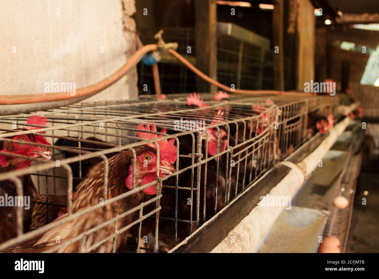 Poultry farming brazil hi-res stock photography and images - Alamy