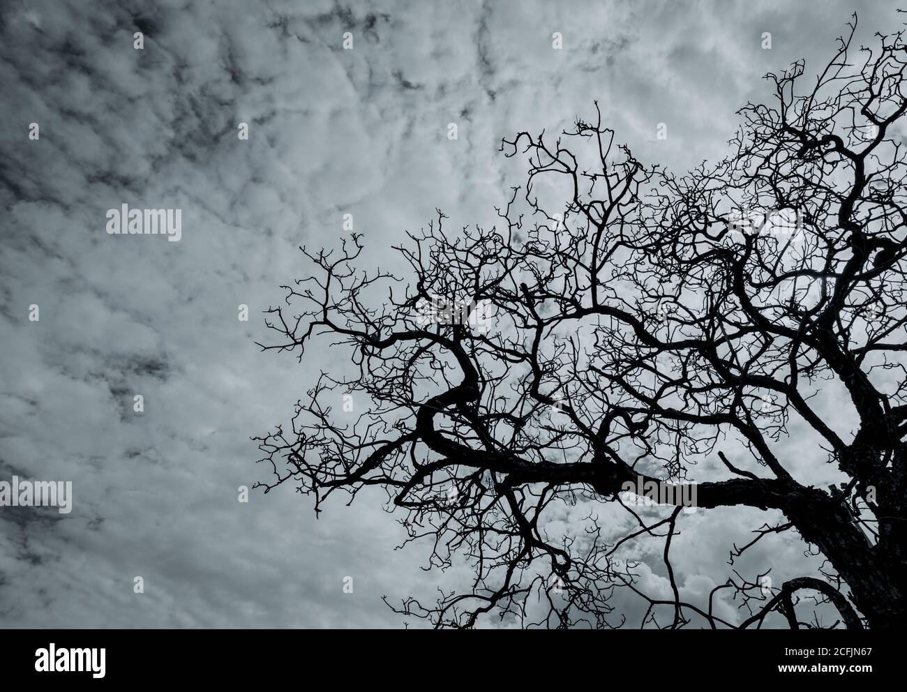 Silhouette dead tree on dark dramatic sky and white clouds. Death ...