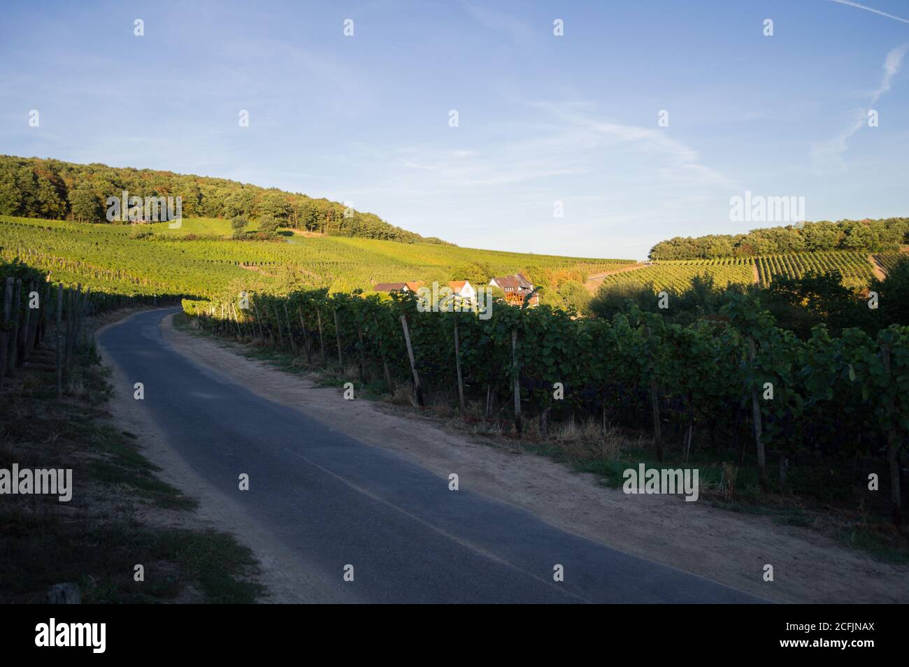 Vines in the Ahr Valley, Eifel, Germany Stock Photo - Alamy