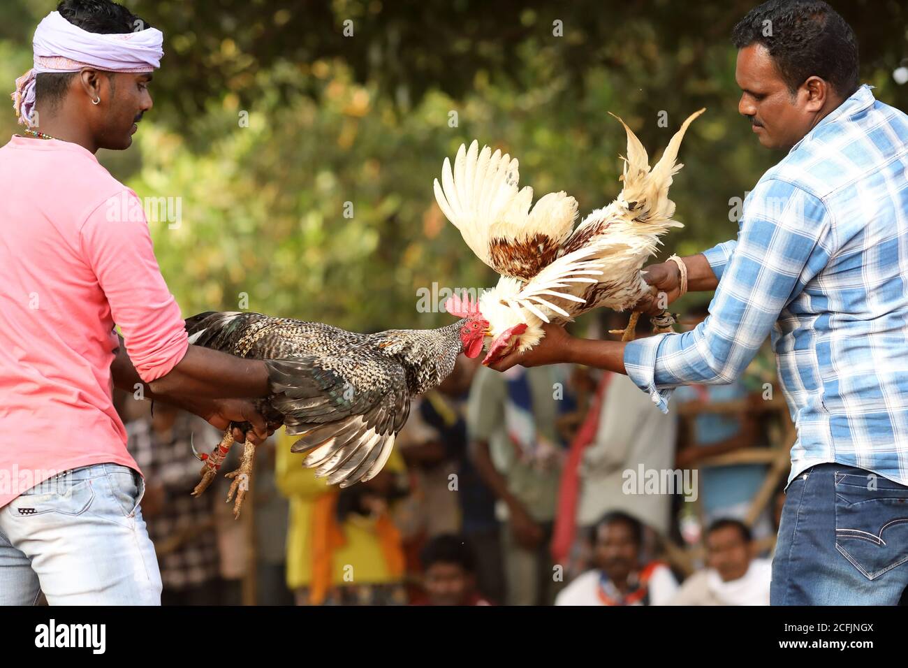 Cock Fighting In A Rural Village In Kanger Valley National Park