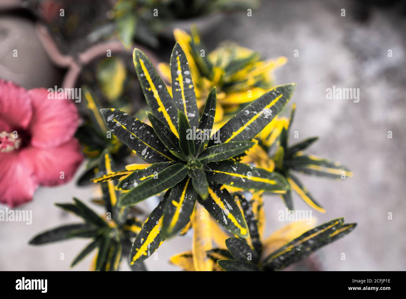Top view of spikey green leaves with yellow lines Stock Photo - Alamy