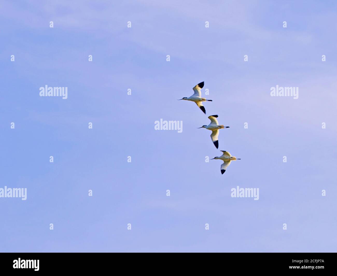sea birds flying in formation Stock Photo - Alamy