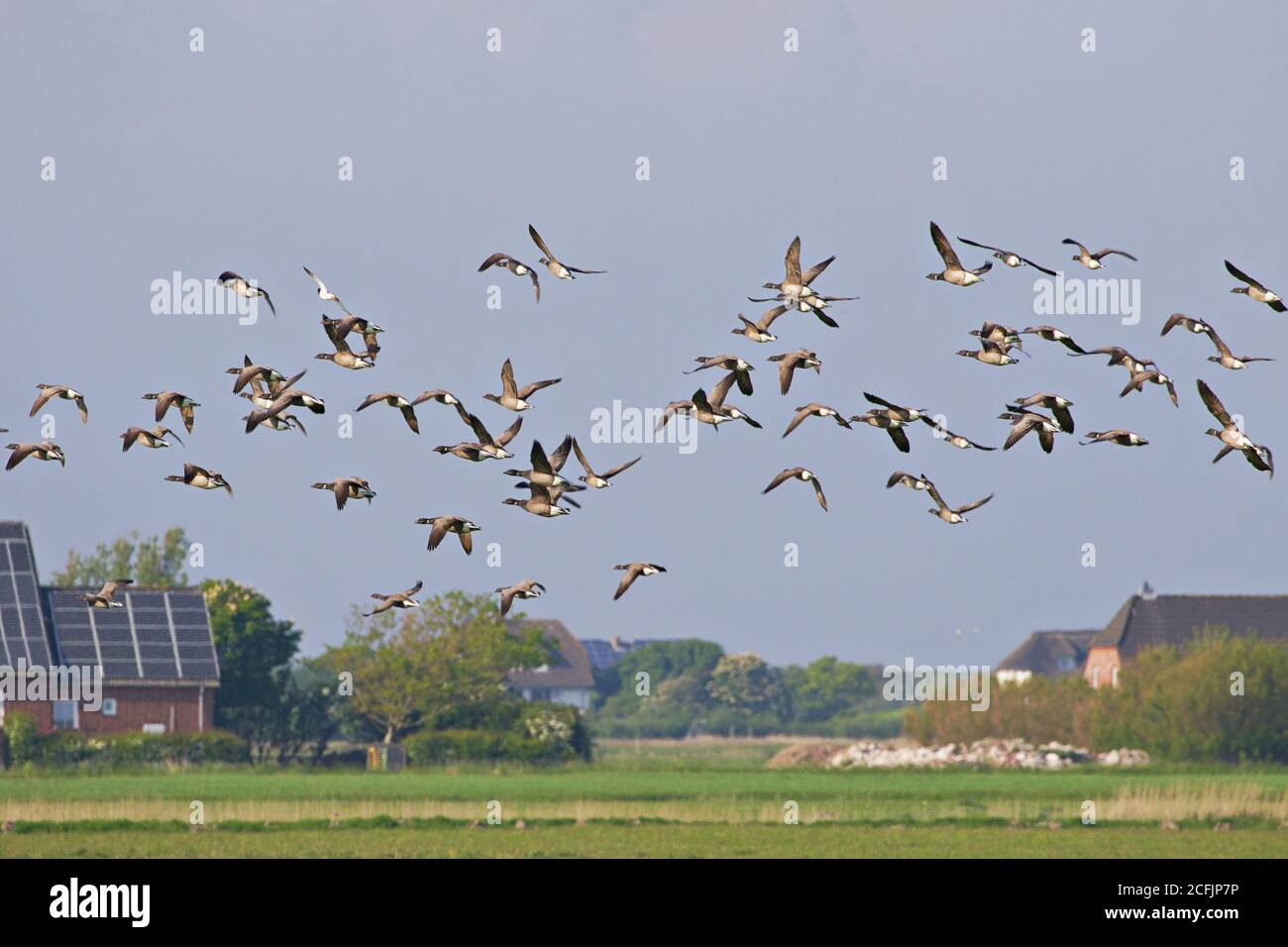 sea birds flying in formation Stock Photo - Alamy