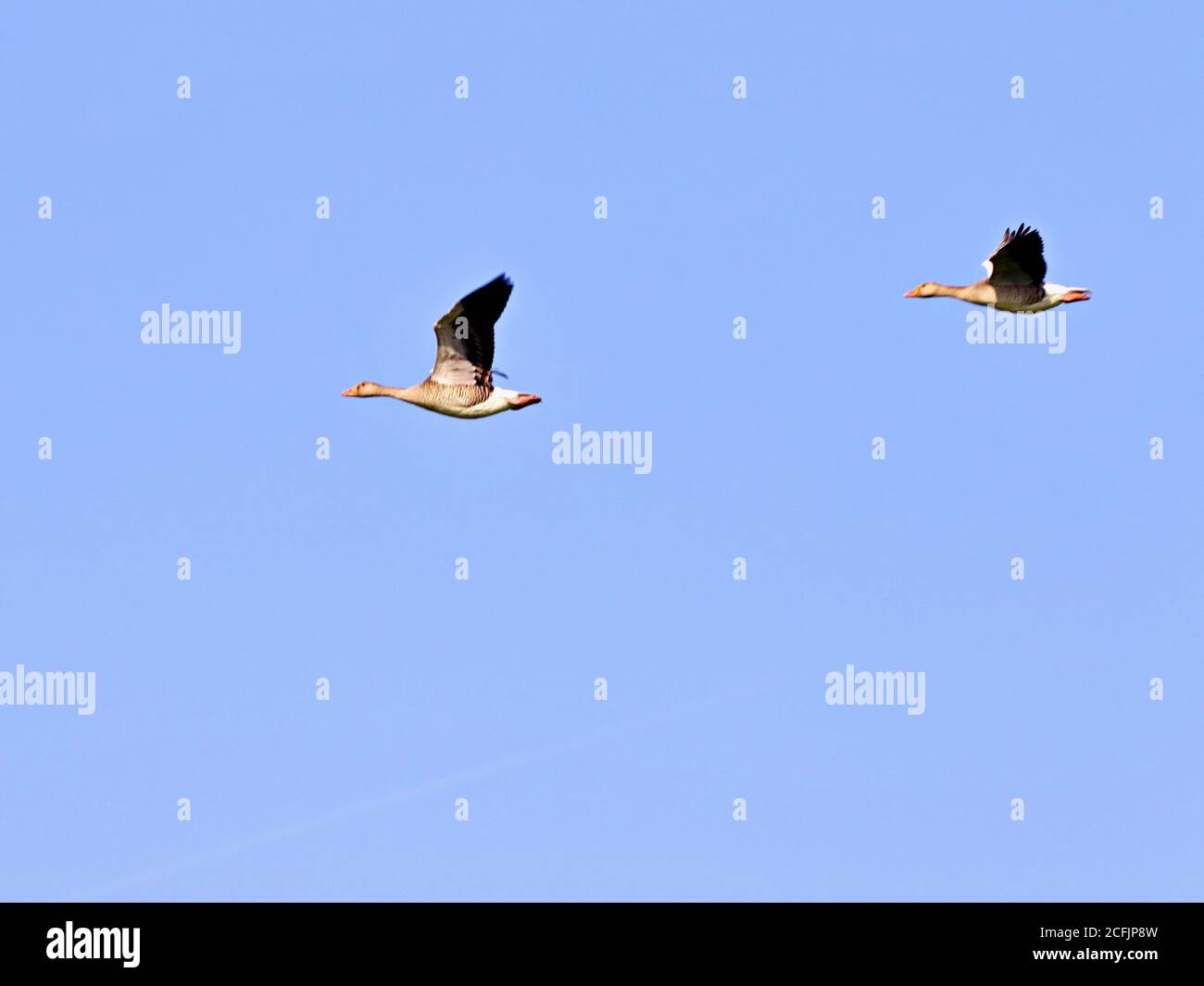 sea birds flying in formation Stock Photo - Alamy
