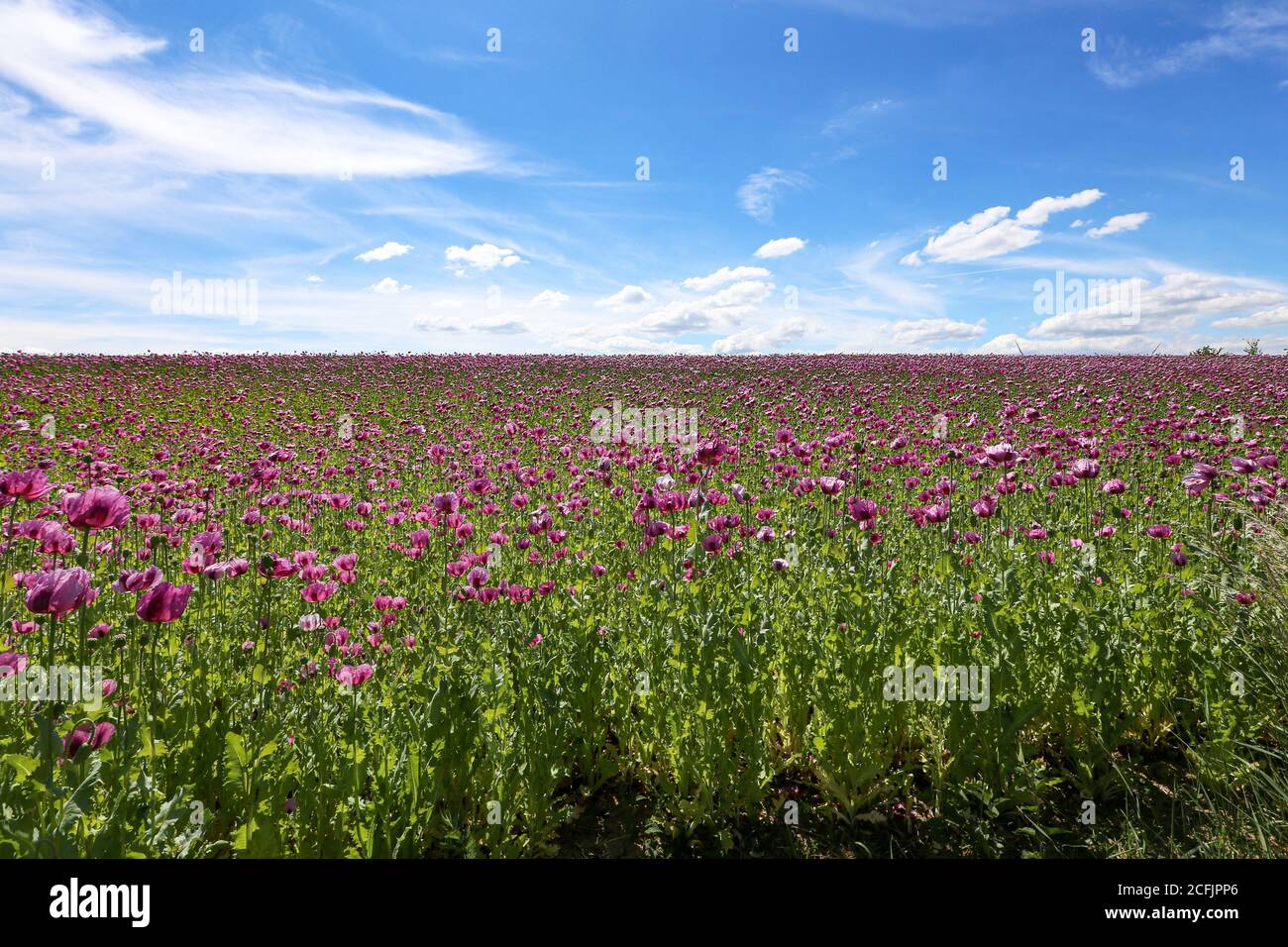 Blossomed purple poppies in the field Stock Photo - Alamy