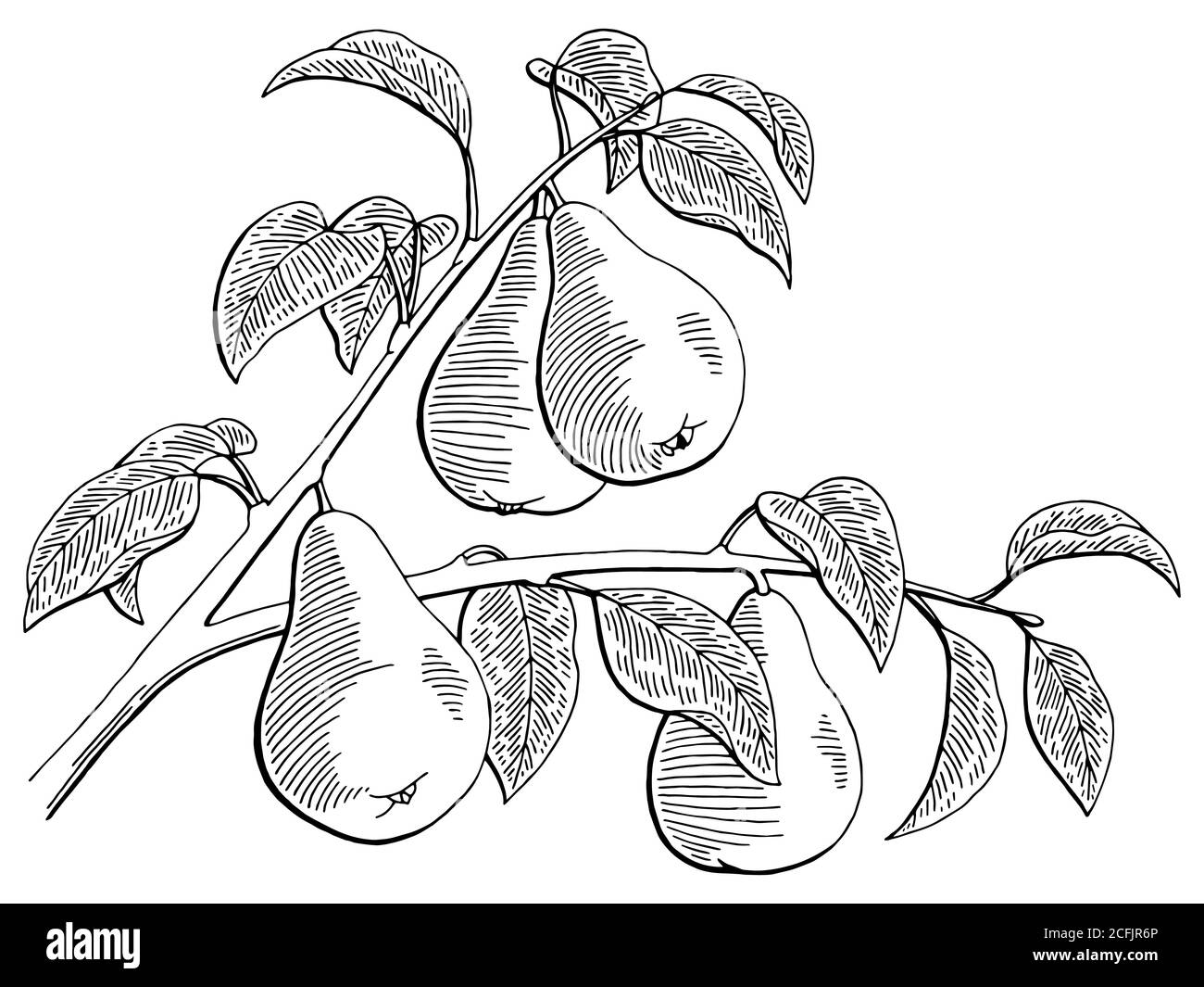 Pear fruit graphic branch black white isolated sketch illustration ...