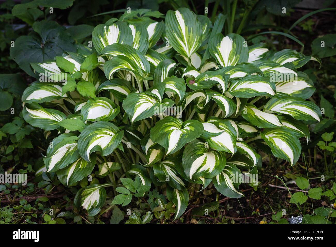Hosta Enterprise
