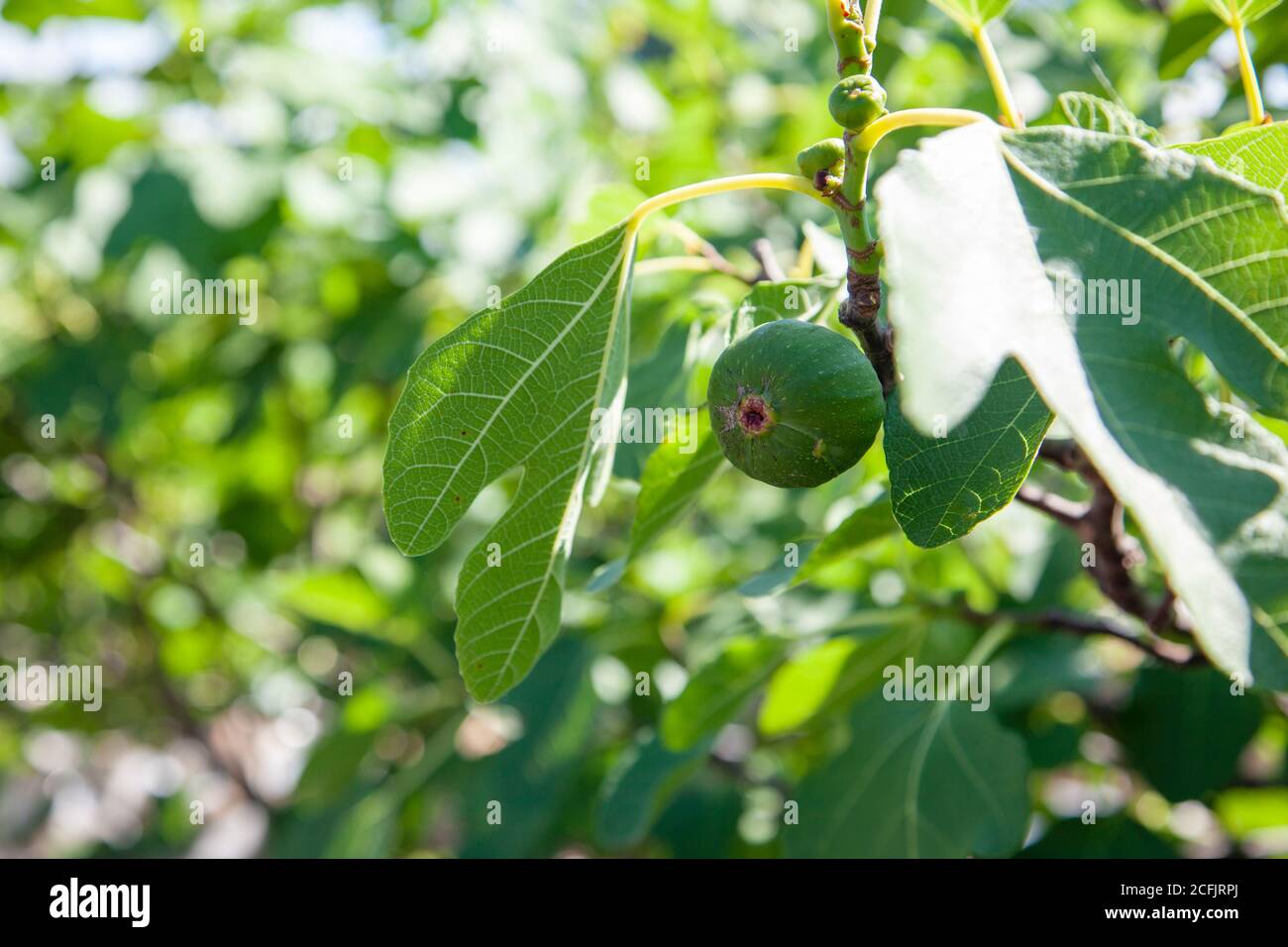 a beautiful raw fig on a fig tree outside Stock Photo - Alamy