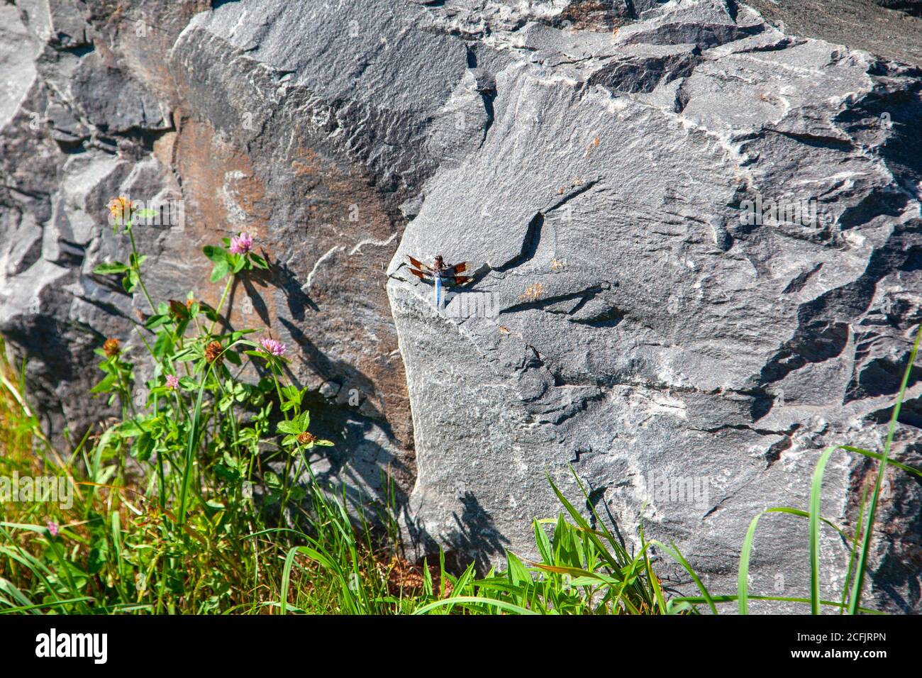 beautiful little blue dragonfly with brown wings rests and casts a ...