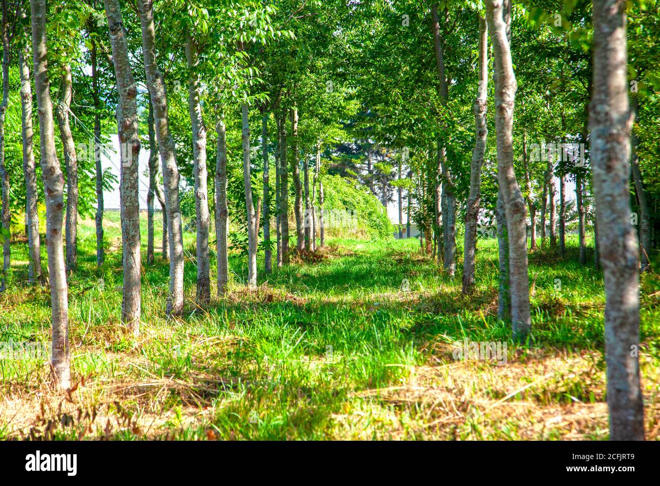 outside path of long trees outside creating a walkway through the grass ...
