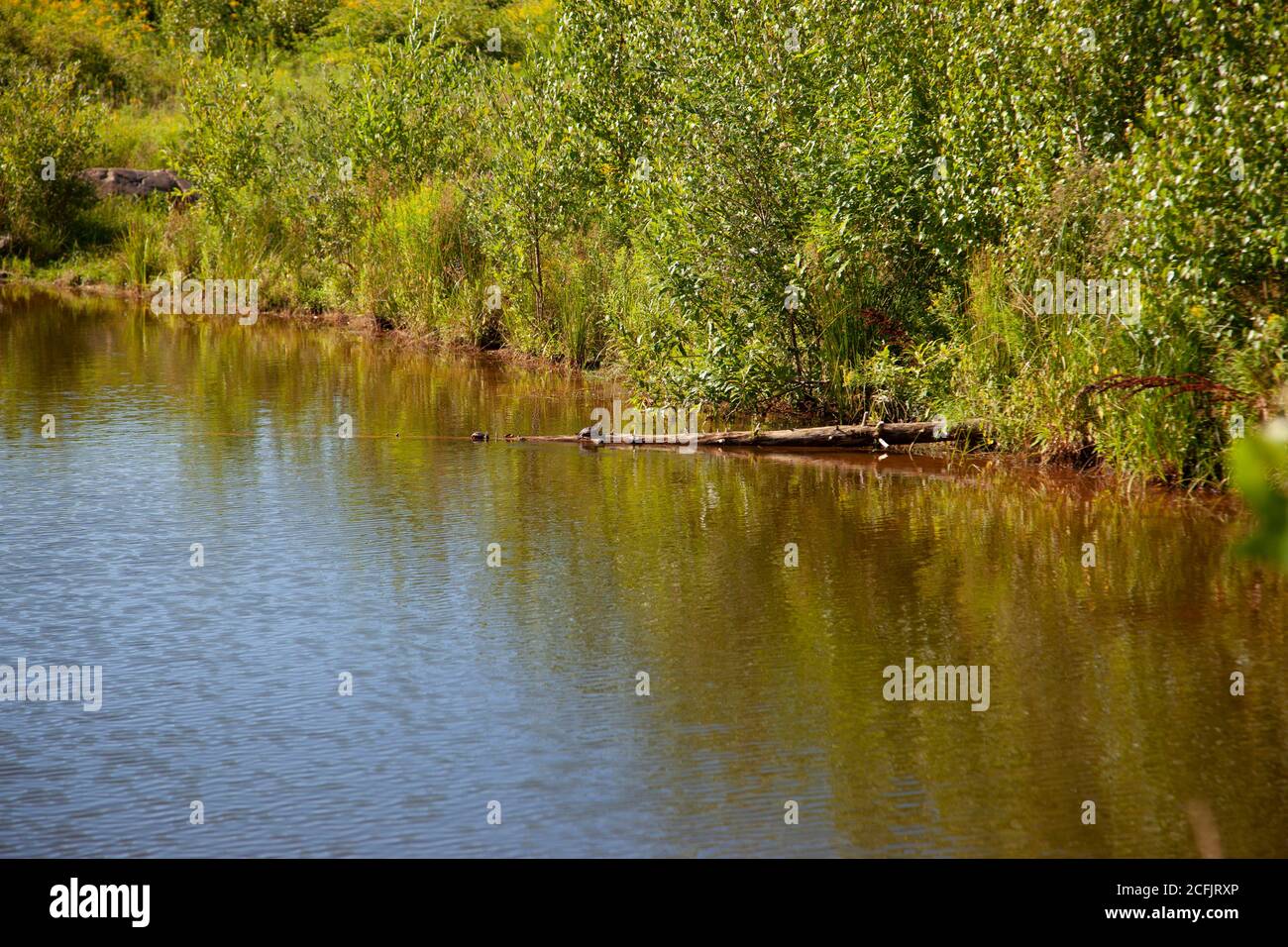 a human made pond with a branch and little turtles in the sun Stock ...