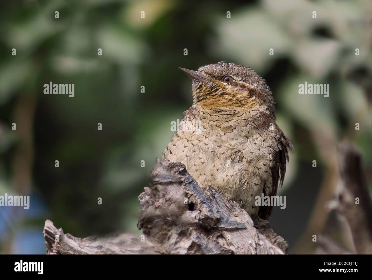 tropical birds of Asia Stock Photo - Alamy