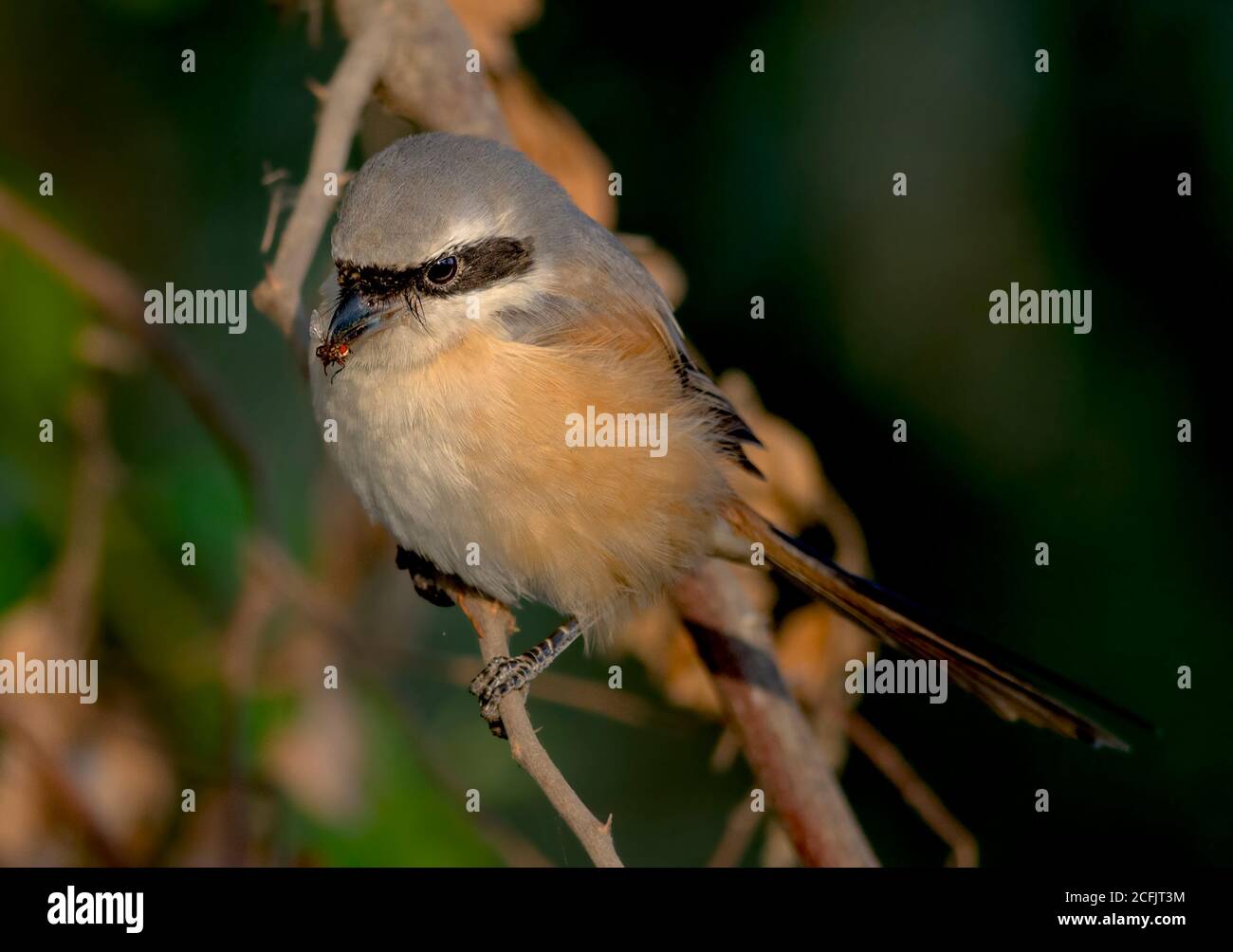 tropical birds of Asia Stock Photo - Alamy