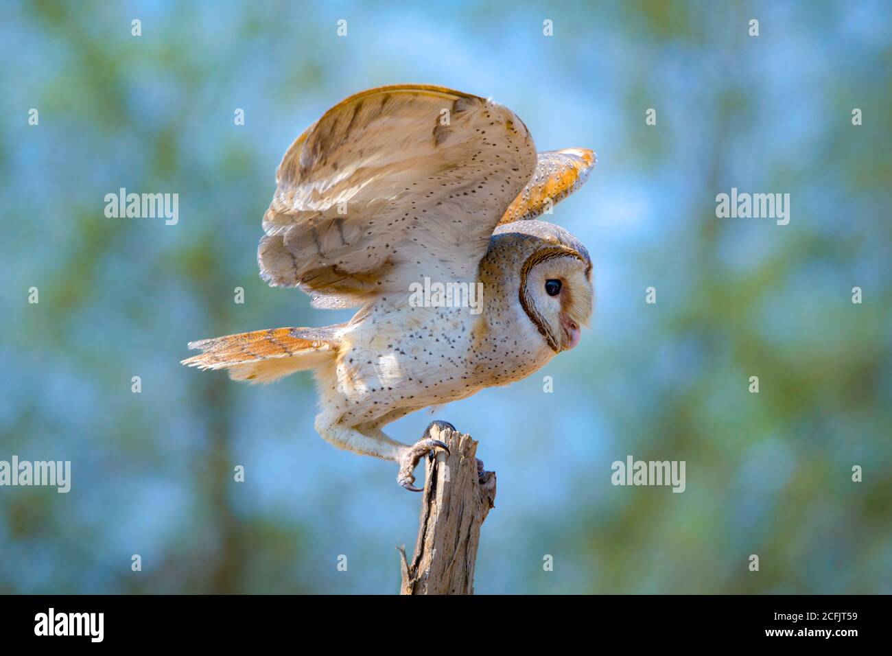 Barn Owl in wildlife Stock Photo - Alamy