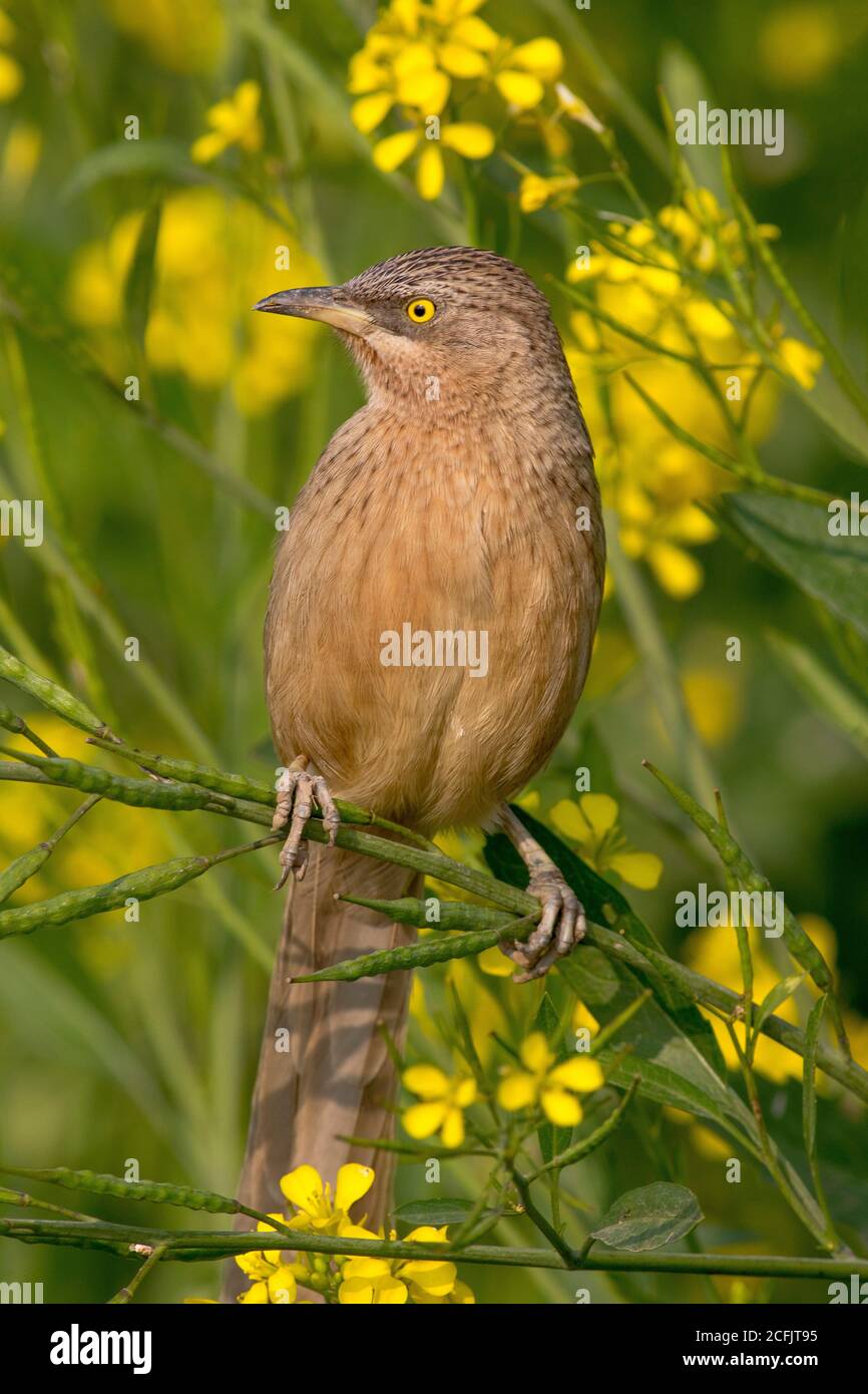 tropical birds of Asia Stock Photo - Alamy