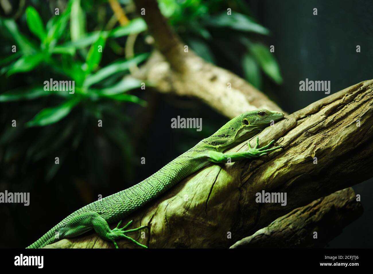 Close-up of Emerald Tree Monitor or Green tree Monitor (Varanus ...