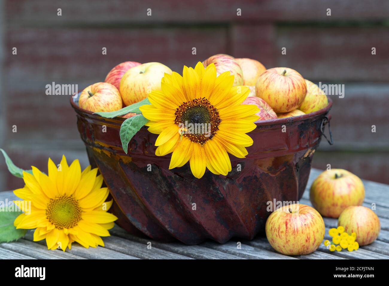 apples and sunflower in old guglhupf mould Stock Photo - Alamy
