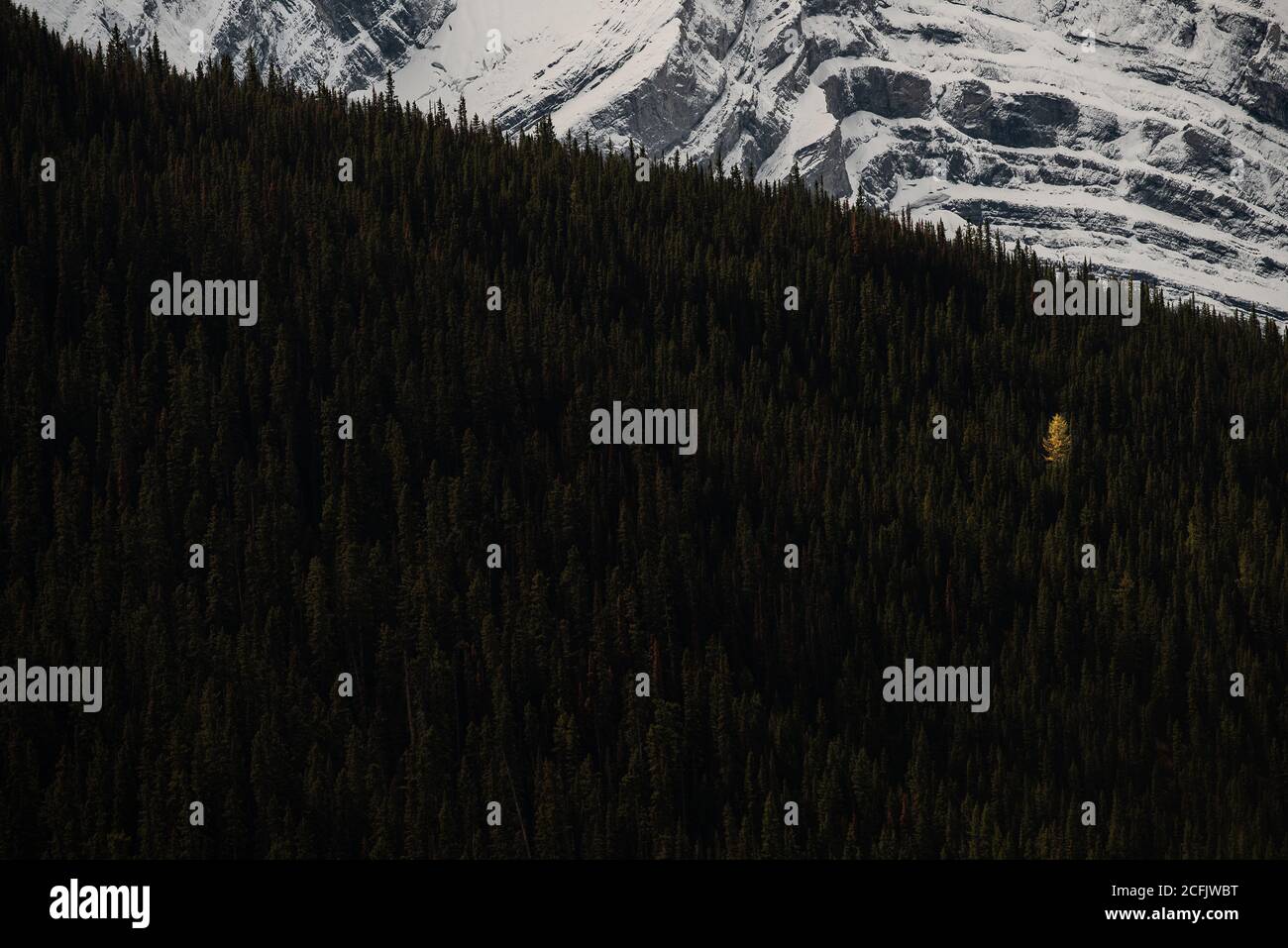 Aerial shot of tree-covered mountains with one yellow tree Stock Photo ...