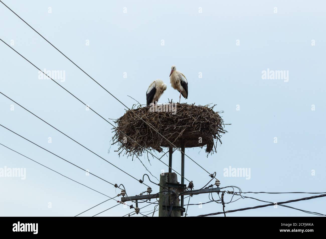 Hungary stork on nest hi-res stock photography and images - Alamy