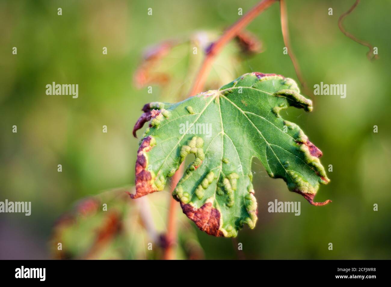 Vegetable pathology hi-res stock photography and images - Alamy