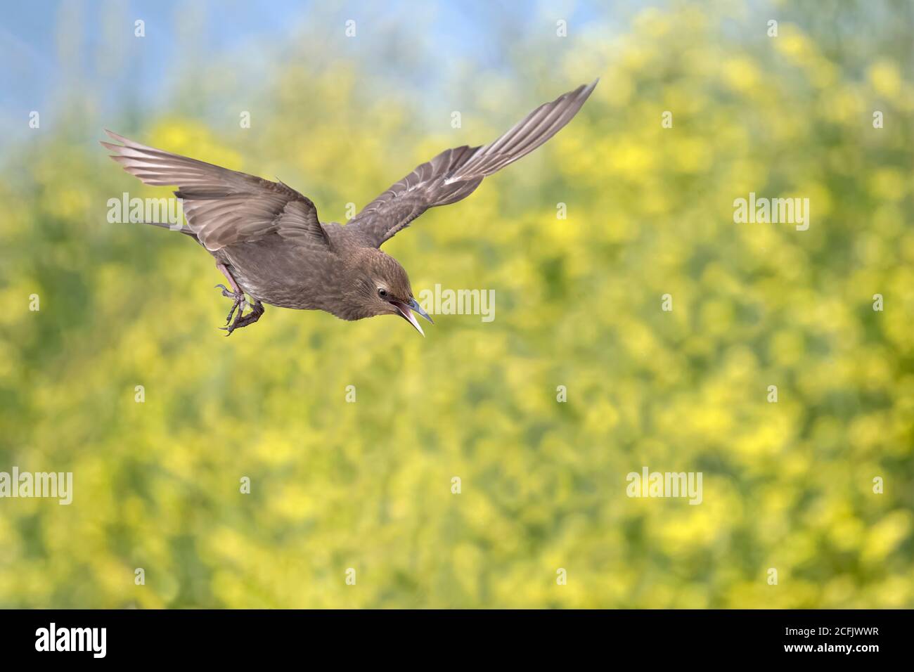 Flying starling hi-res stock photography and images - Alamy