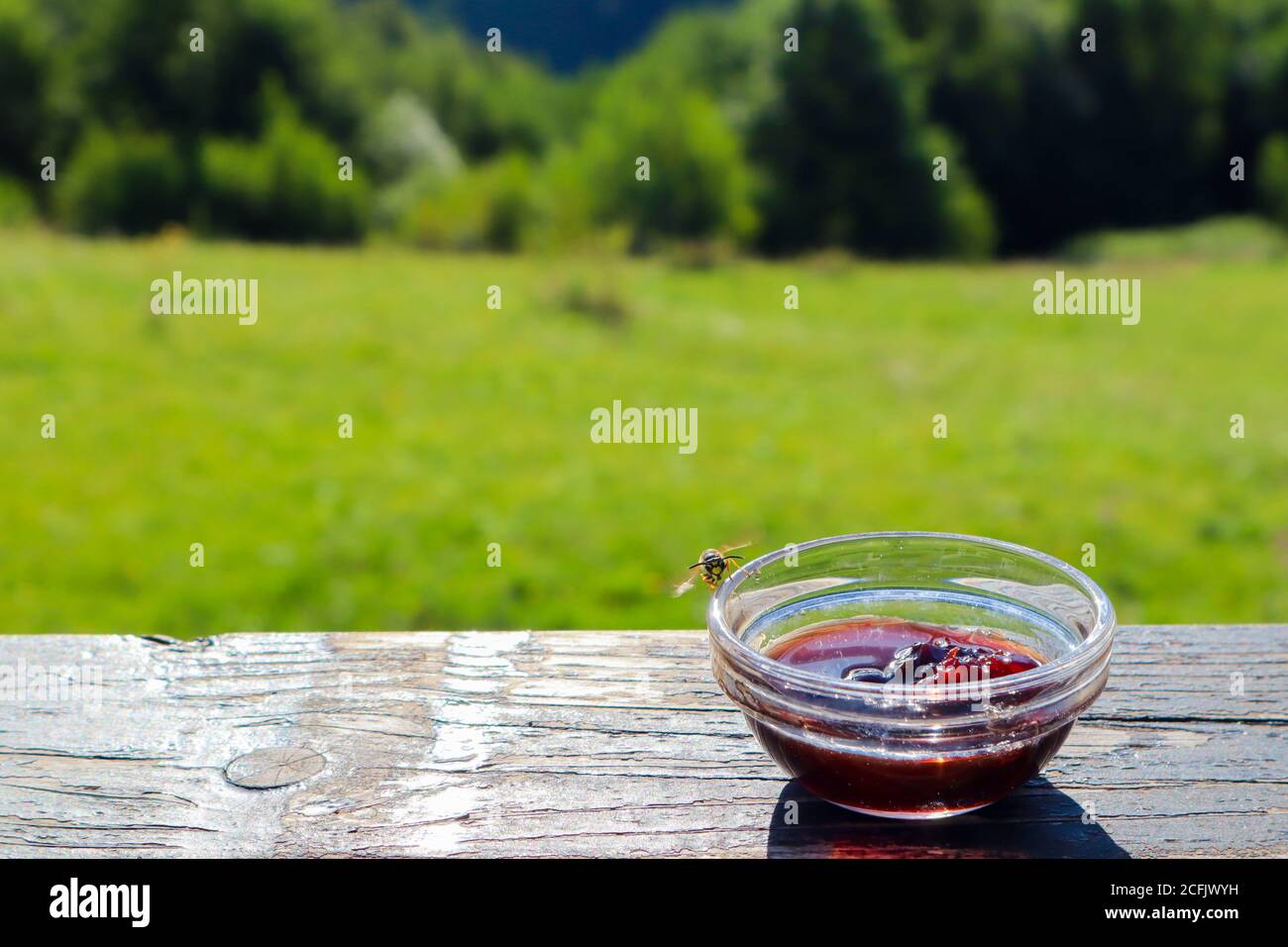 Closeup of a bee on a bowl of jam on a wooden fence in a field under ...