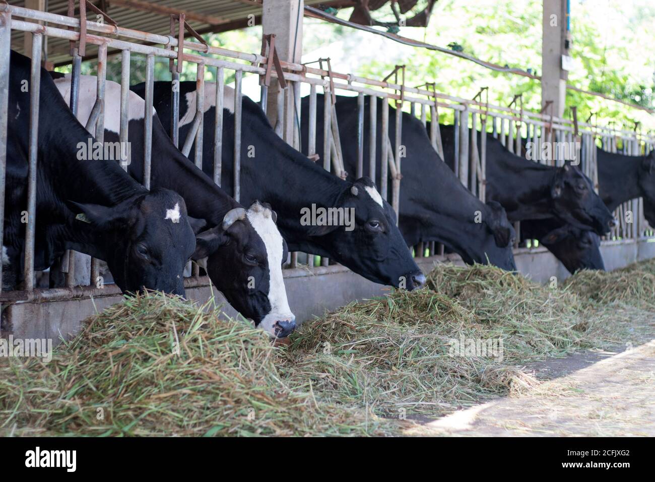 The cows in the pen stretched their heads out to graze Stock Photo - Alamy