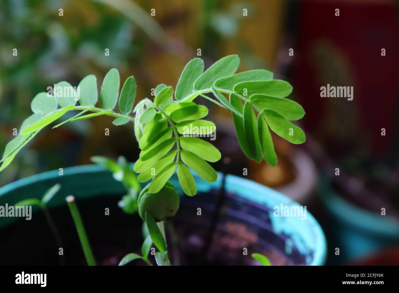Tamarind plant hi-res stock photography and images - Alamy