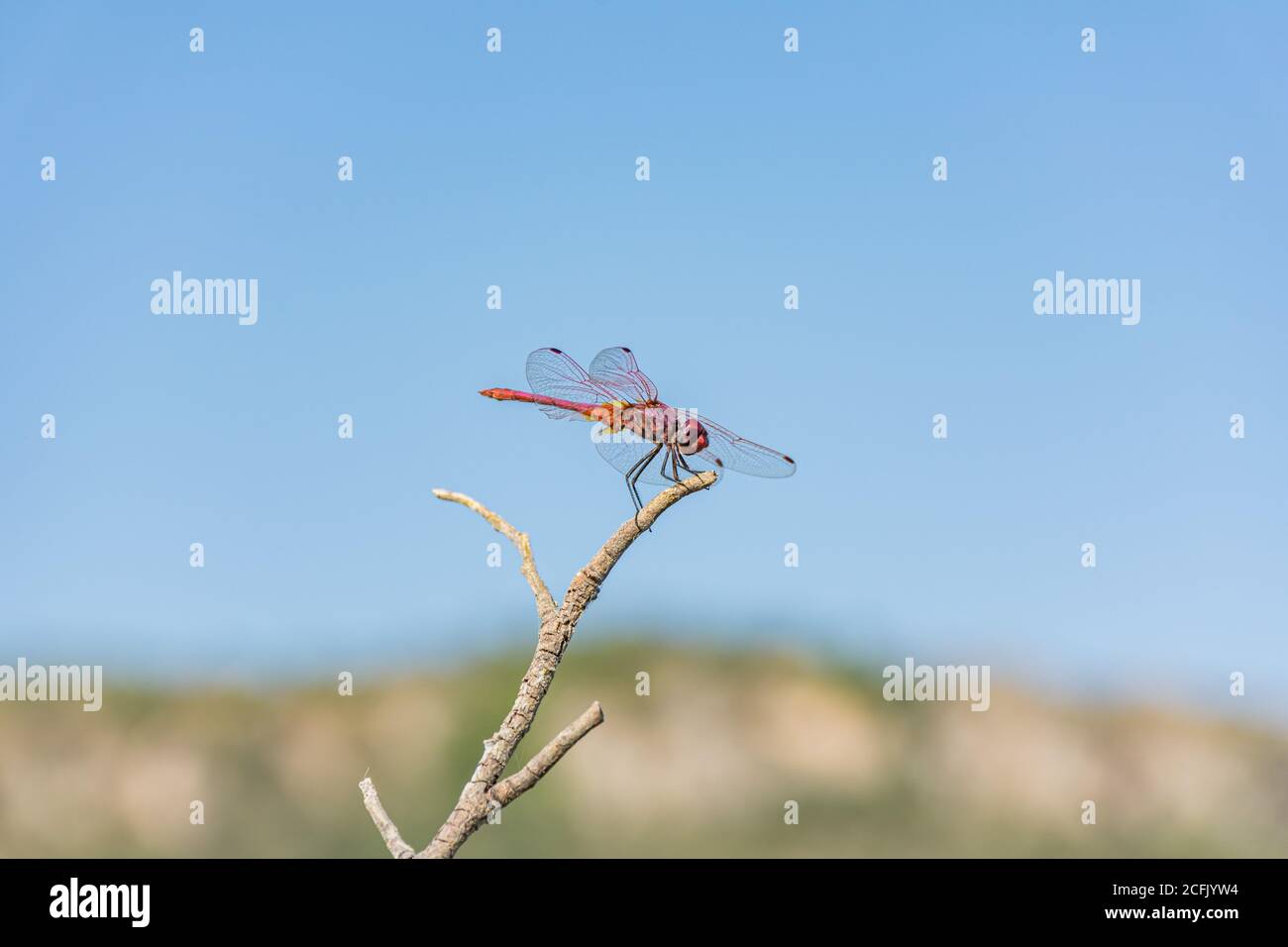 Dragon fly helicopter bug on hi-res stock photography and images - Alamy